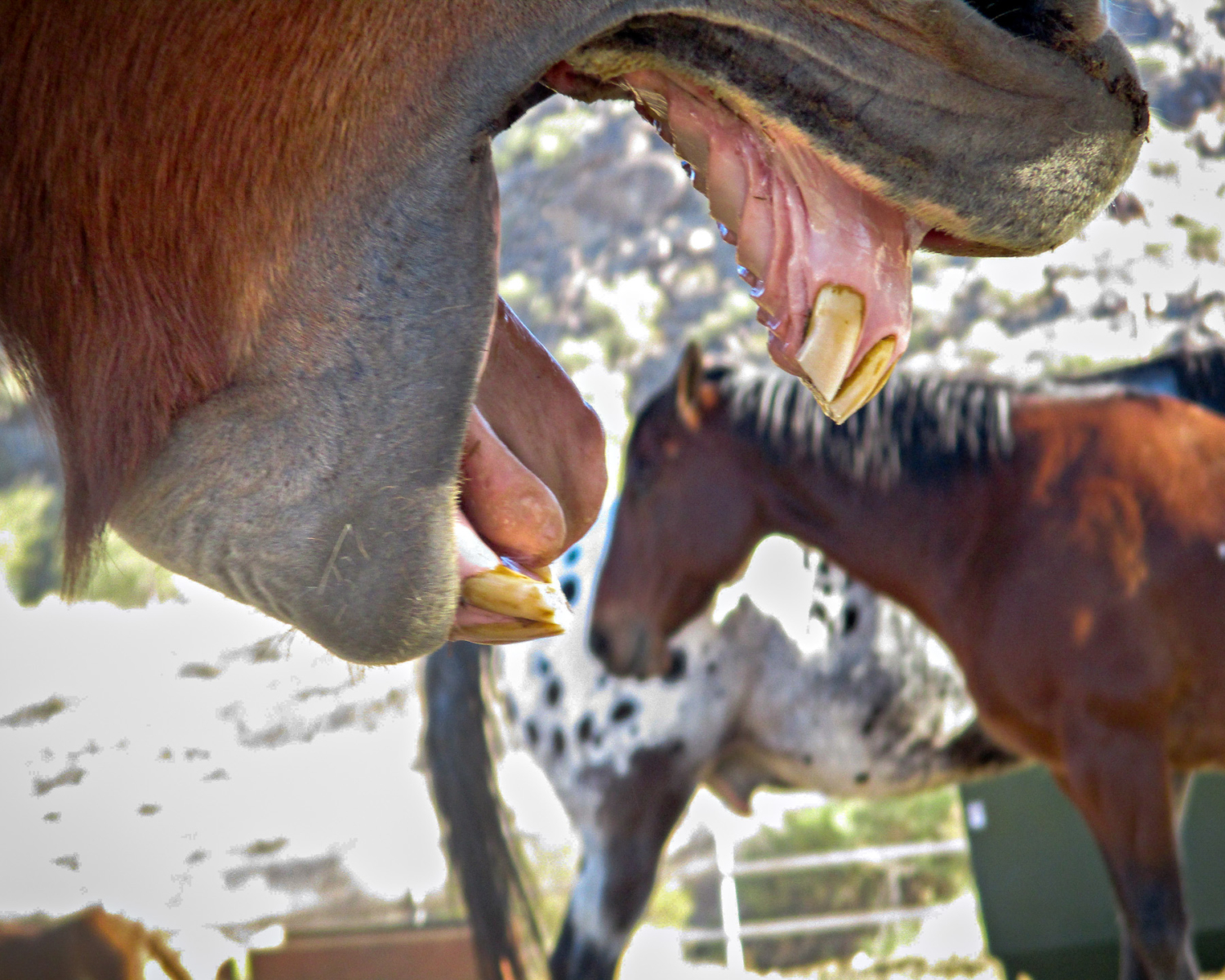 81038: Chomp - Kids in Focus